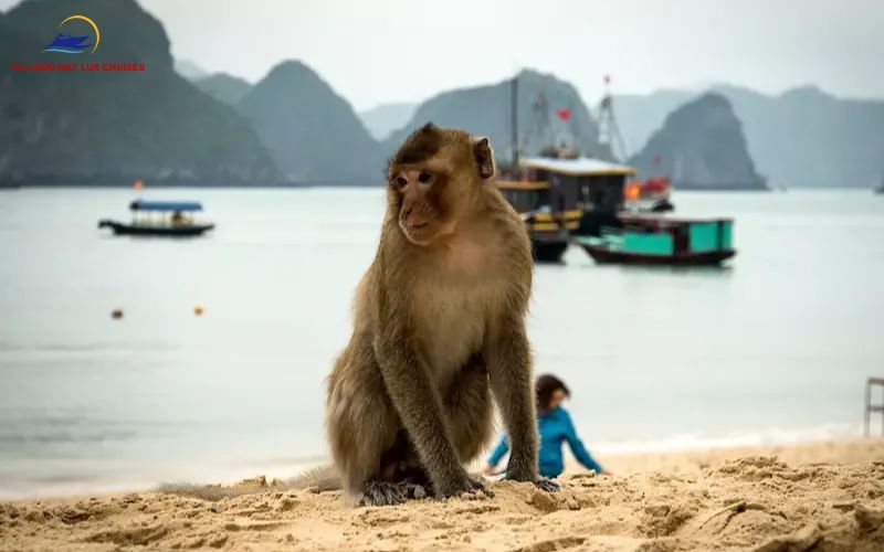 Monkey Island in Cat Ba: The Tropical Escape You Shouldn't Miss